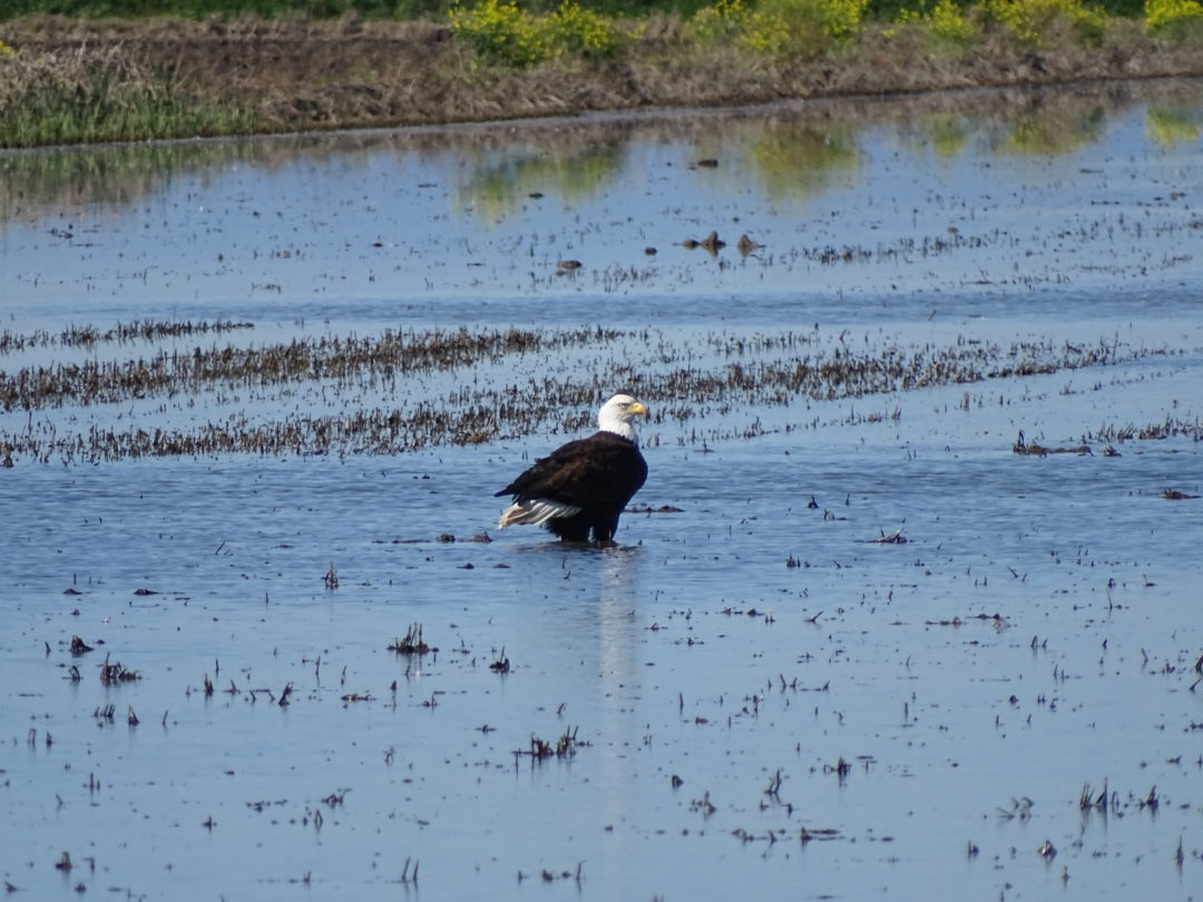 Stand and salute - The Natomas Basin Conservancy