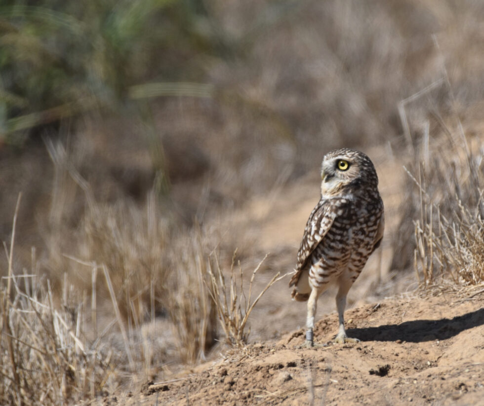 A very good sign - The Natomas Basin Conservancy